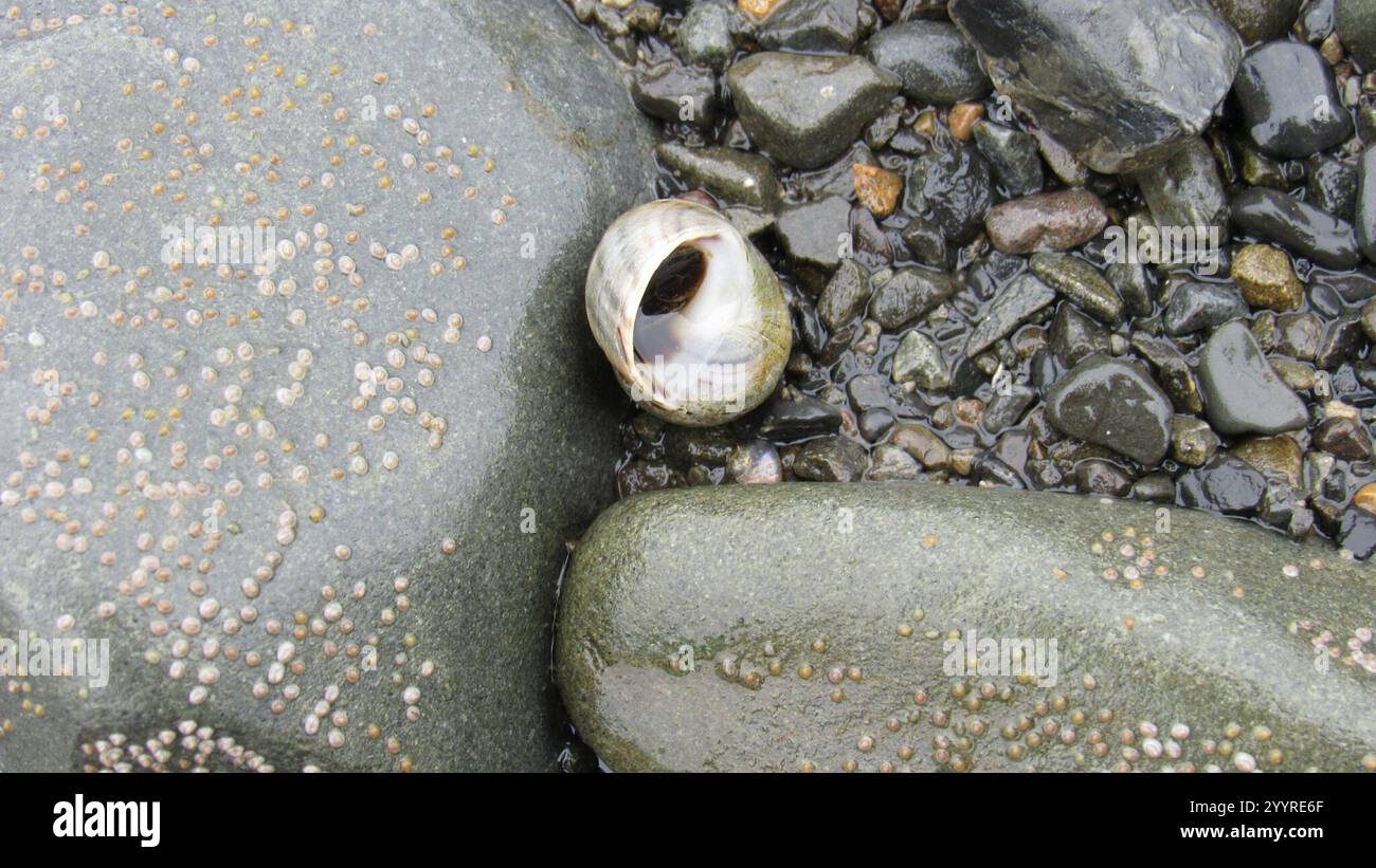 Periwinkle Snails (Littorinidae Stock Photo - Alamy