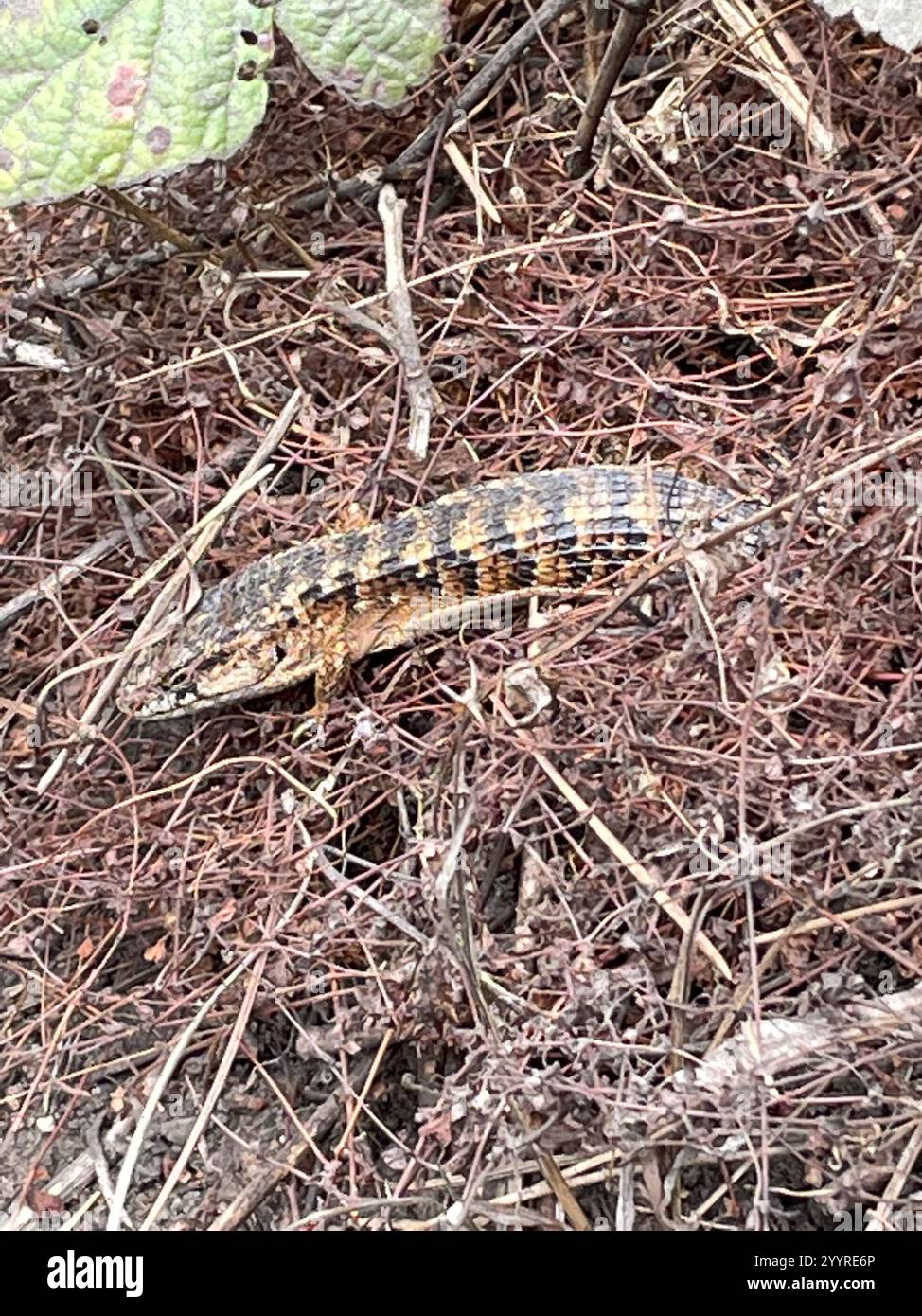 Northern Alligator Lizard (Elgaria coerulea Stock Photo - Alamy