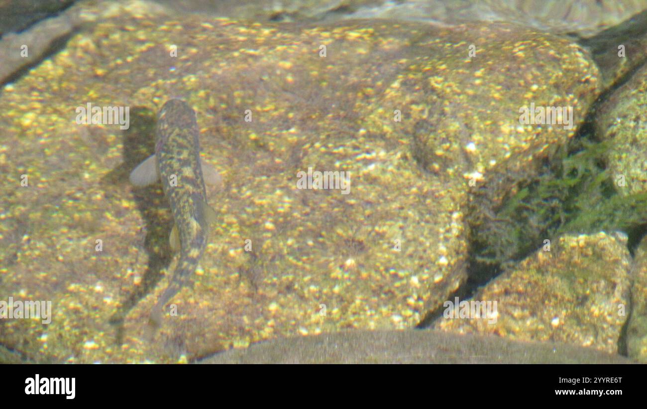 Ray-finned Fishes (Actinopterygii Stock Photo - Alamy