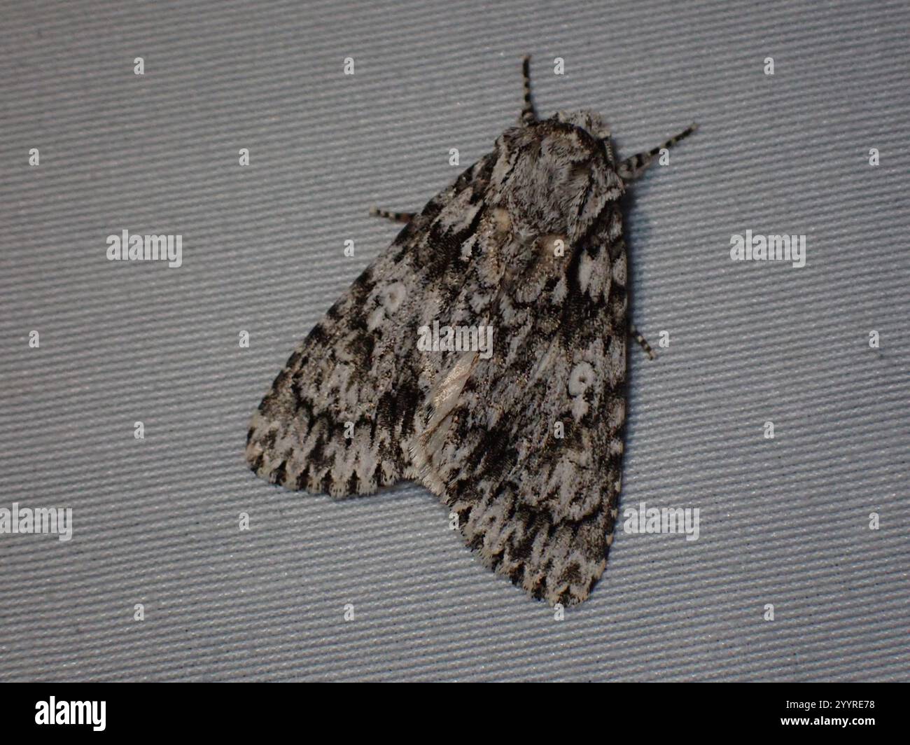 Marbled Oak Dagger (Acronicta marmorata Stock Photo - Alamy
