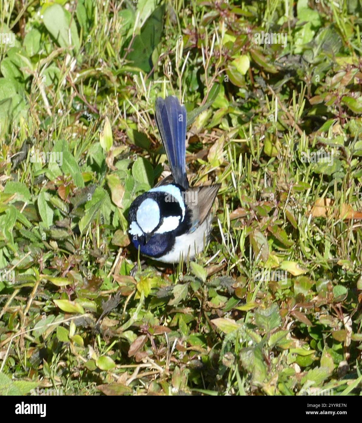 Superb Fairywren (Malurus cyaneus Stock Photo - Alamy