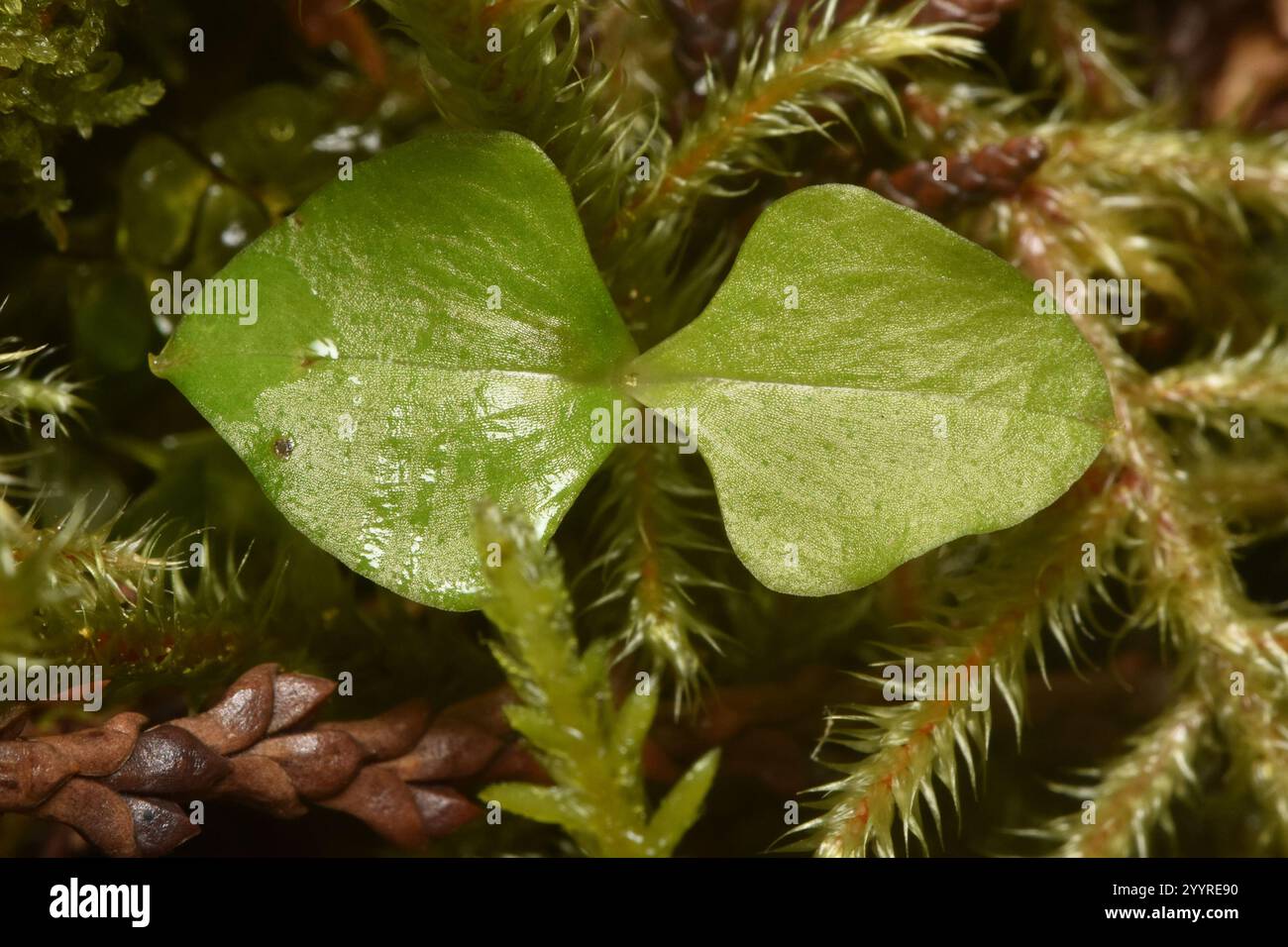 Heartleaf Twayblade (Neottia cordata Stock Photo - Alamy