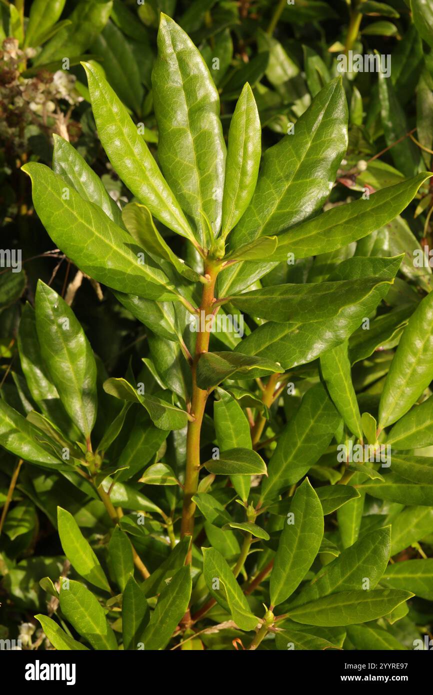 Common Rhododendron (Rhododendron ponticum Stock Photo - Alamy