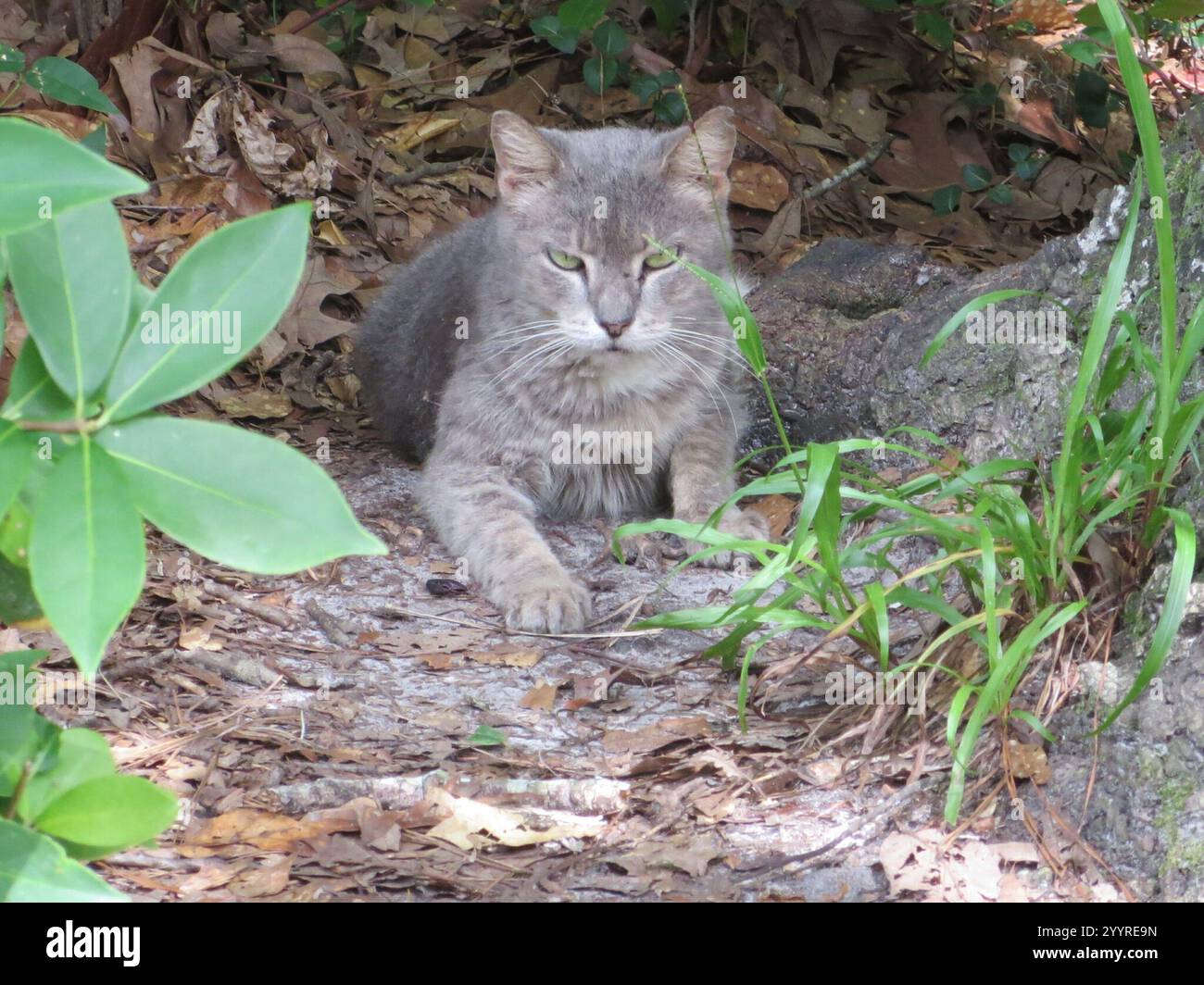 Domestic Cat (Felis catus Stock Photo - Alamy