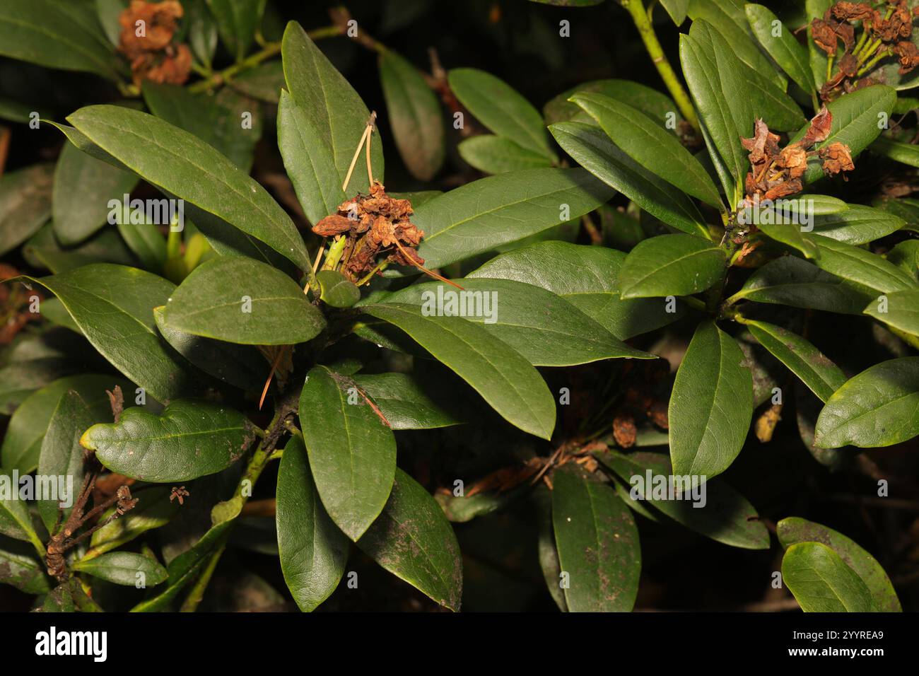 Common Rhododendron (Rhododendron ponticum Stock Photo - Alamy