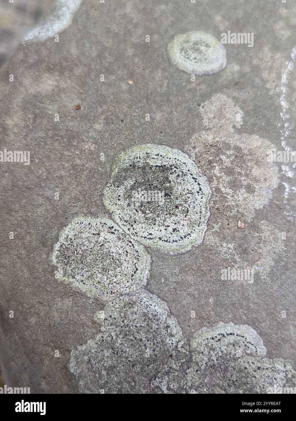 concentric boulder lichen (Porpidia crustulata Stock Photo - Alamy
