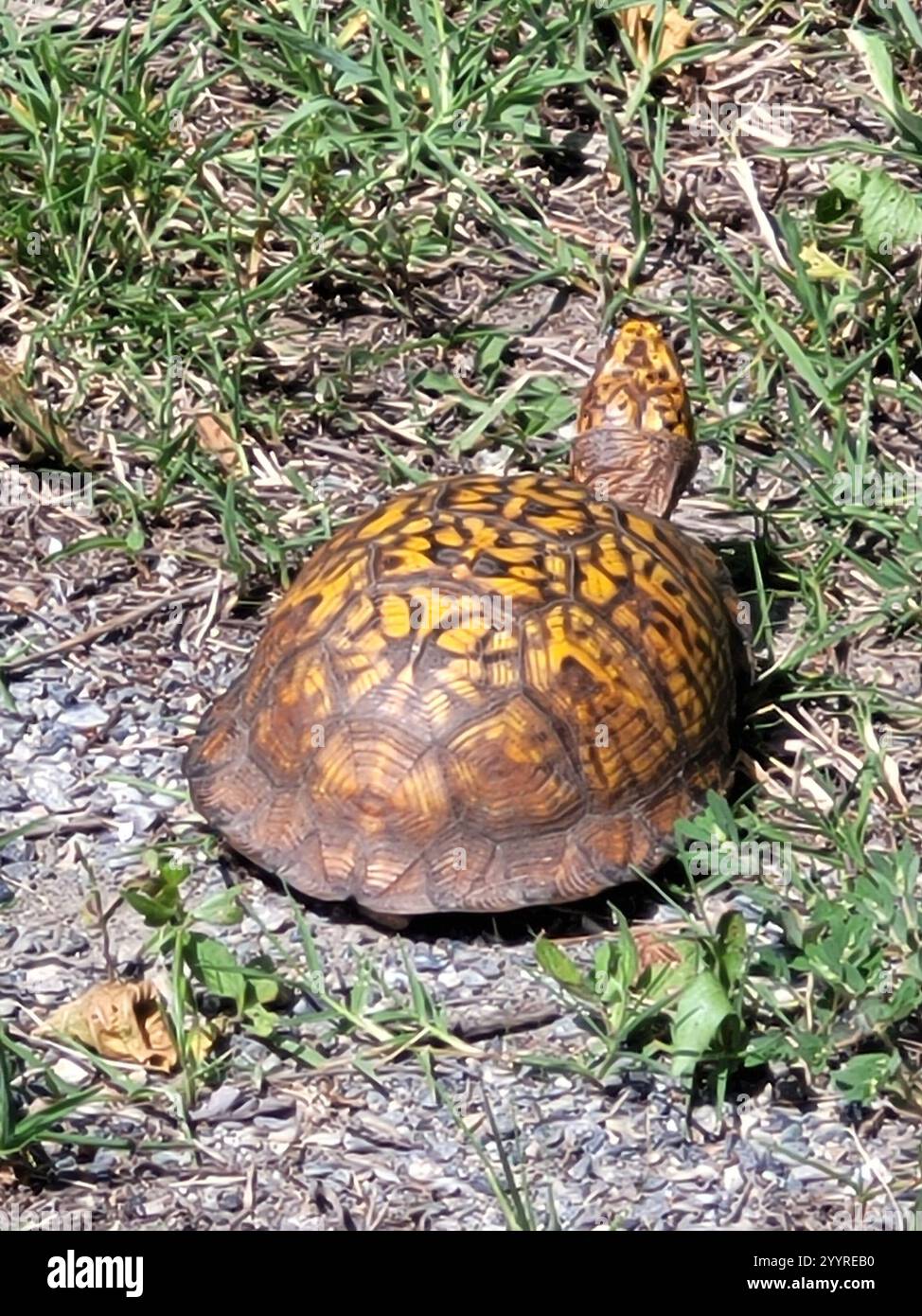 Eastern Box Turtle (Terrapene carolina carolina Stock Photo - Alamy