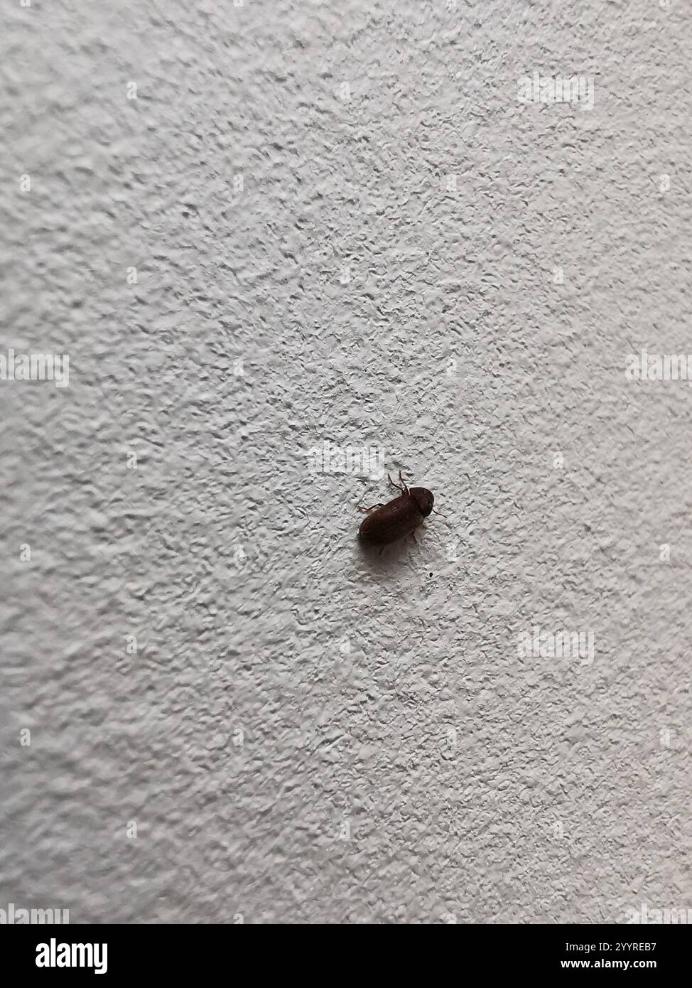 Deathwatch, Spider, and Wood-borer Beetles (Ptinidae Stock Photo - Alamy