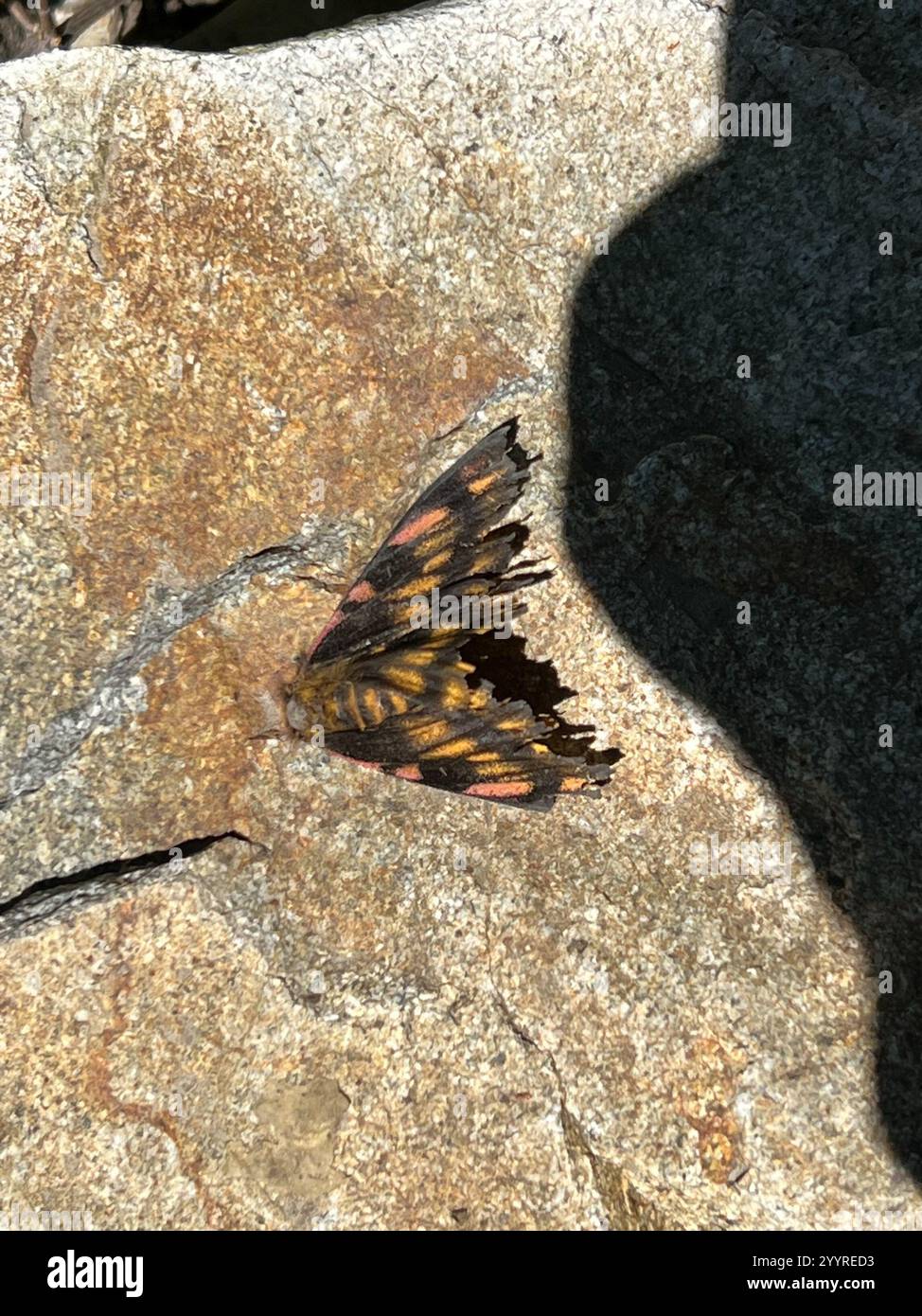 Western Sheep Moth (Hemileuca eglanterina Stock Photo - Alamy