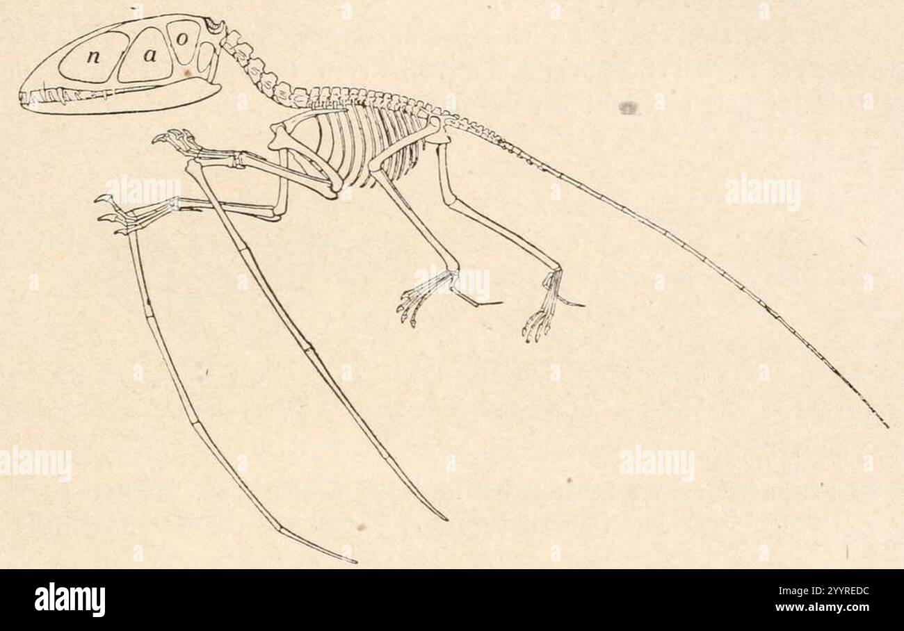 Dimorphodon skeleton, from Abel, O. (1919). Die Stämme der Wirbeltiere ...