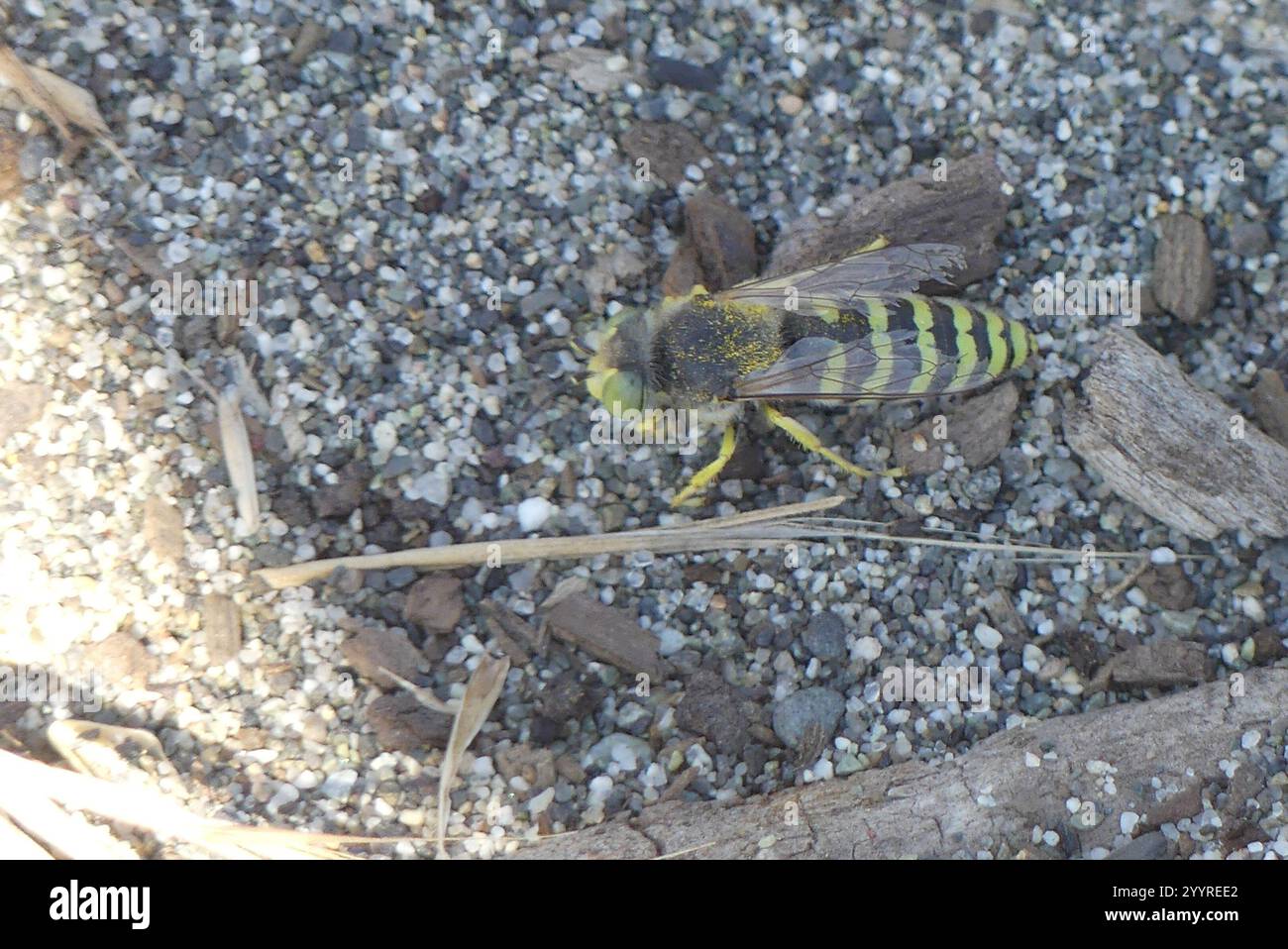 American Sand Wasp (Bembix americana Stock Photo - Alamy