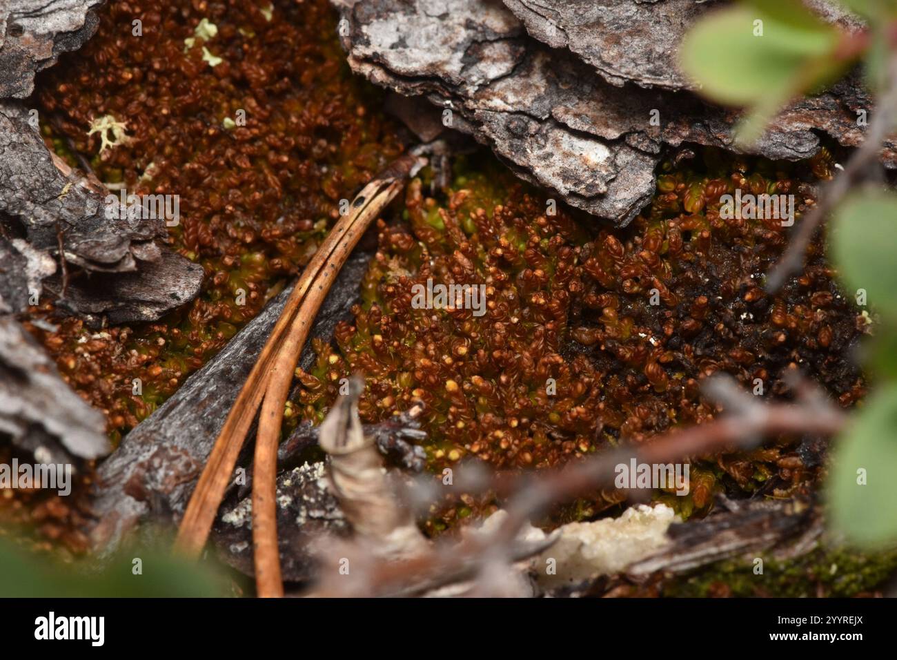 Nardia hi-res stock photography and images - Alamy