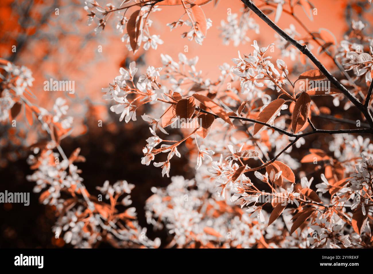 pantone tone. Branches with beautiful and light-colored Apple tree ...