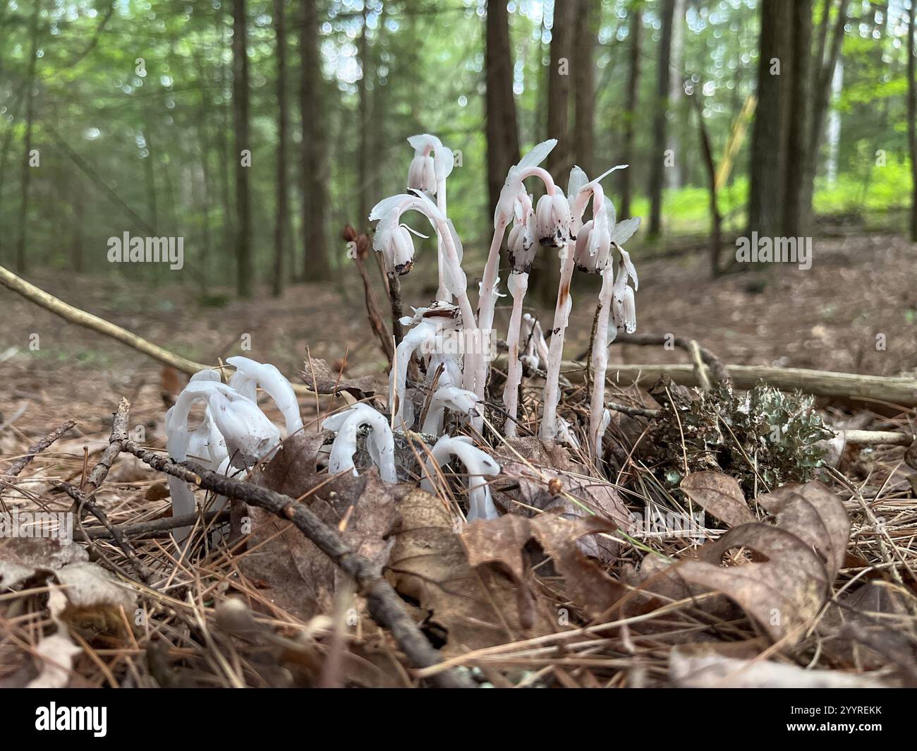 Ghost Pipe (Monotropa uniflora Stock Photo - Alamy