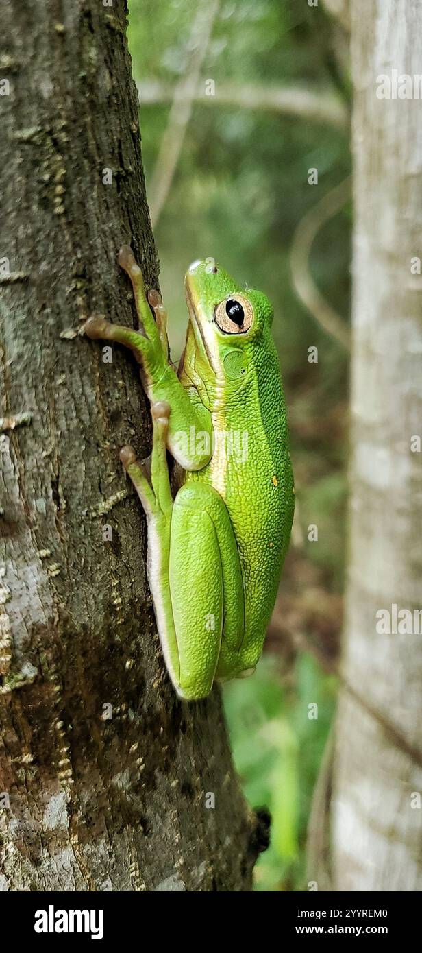Green Treefrog (Hyla cinerea Stock Photo - Alamy