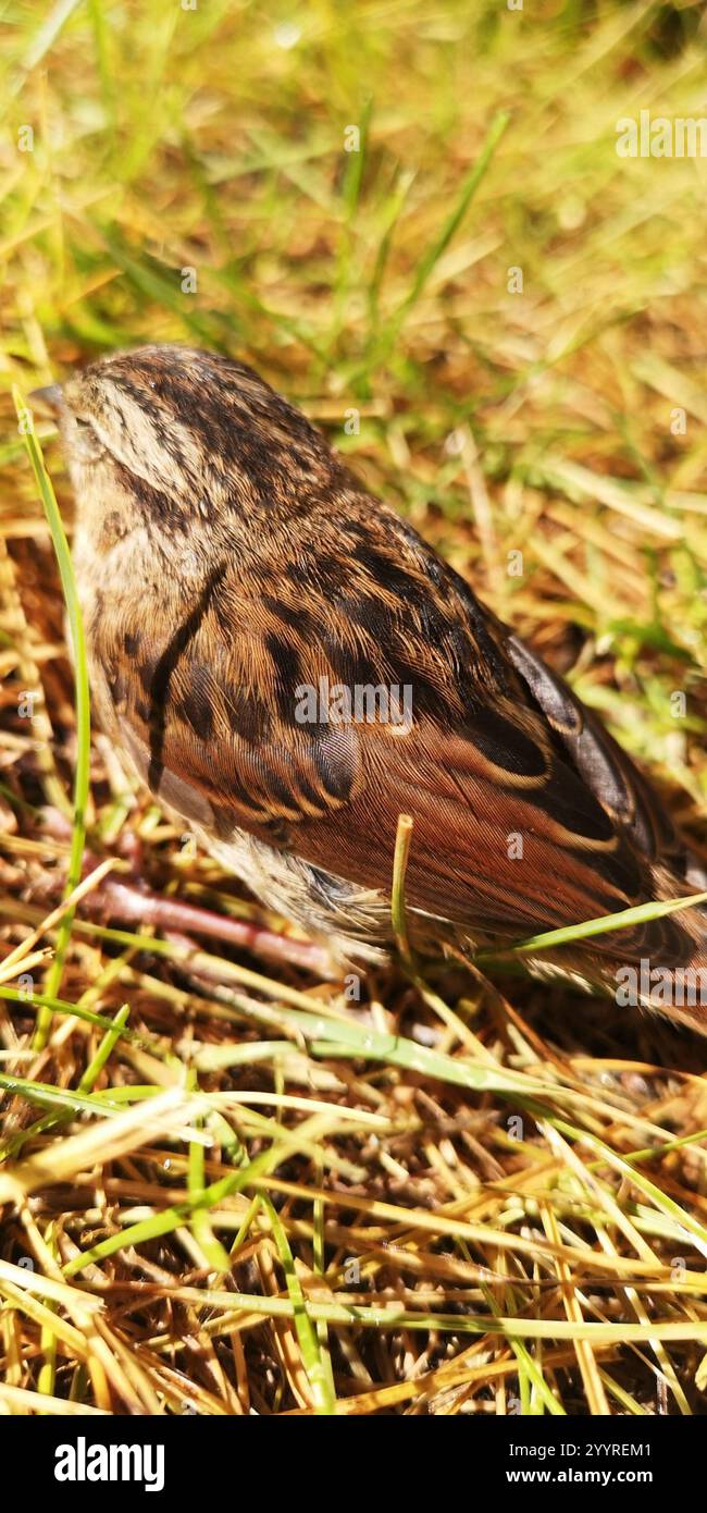 New World Sparrows (Passerellidae Stock Photo - Alamy