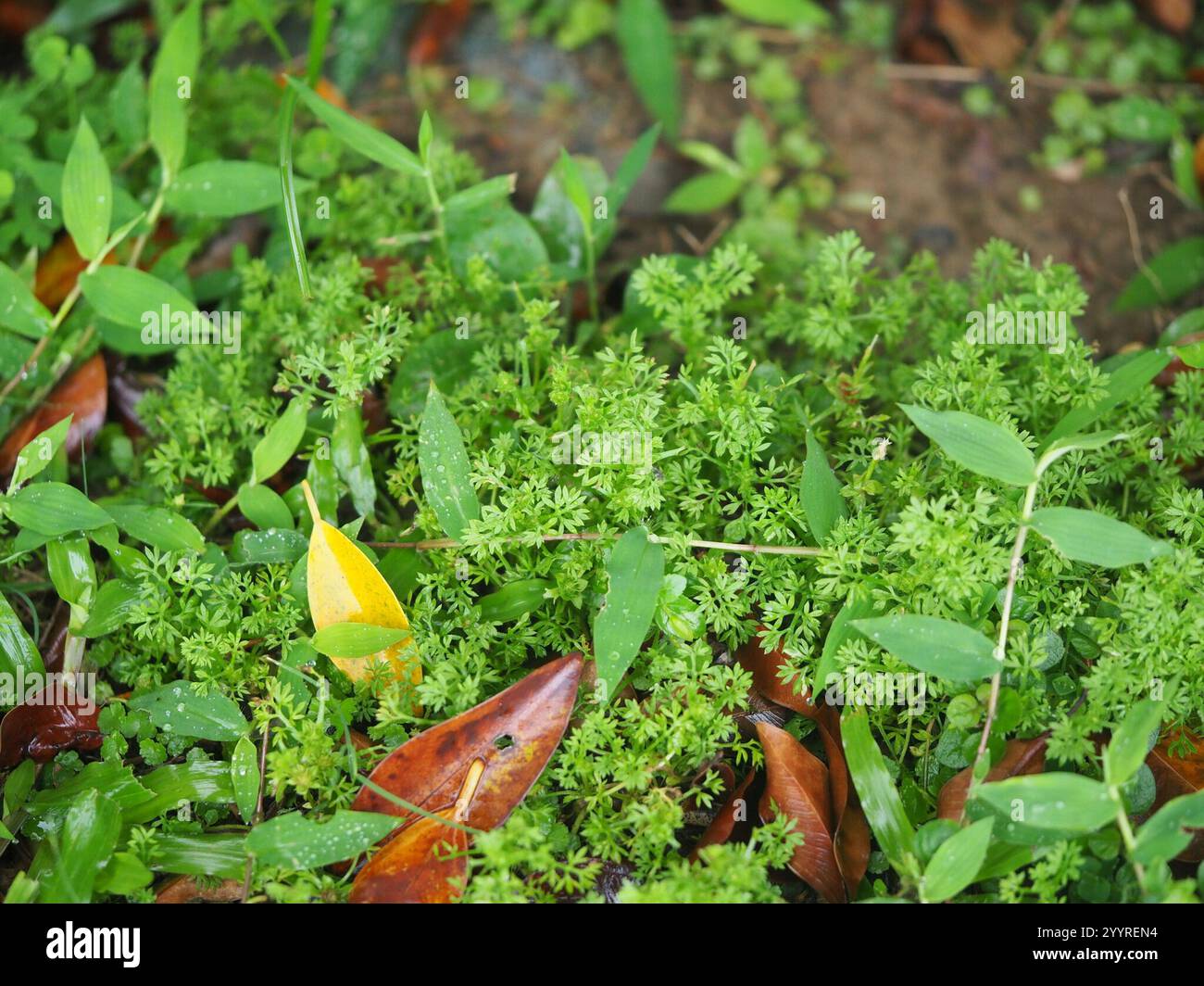 common soliva (Soliva sessilis Stock Photo - Alamy