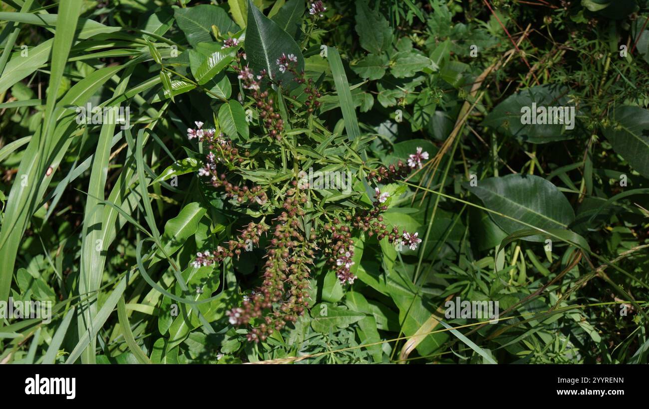 Gooseneck Loosestrife (Lysimachia clethroides Stock Photo - Alamy