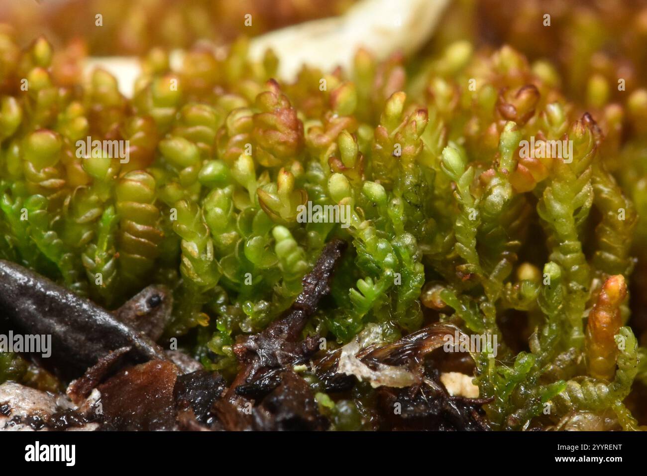 Nardia hi-res stock photography and images - Alamy
