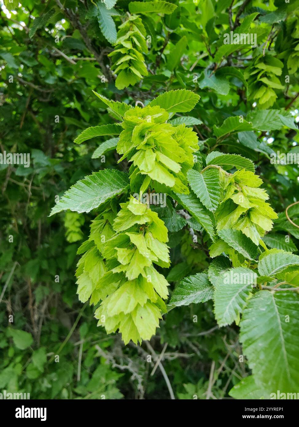 Eastern Hornbeam (Carpinus orientalis Stock Photo - Alamy