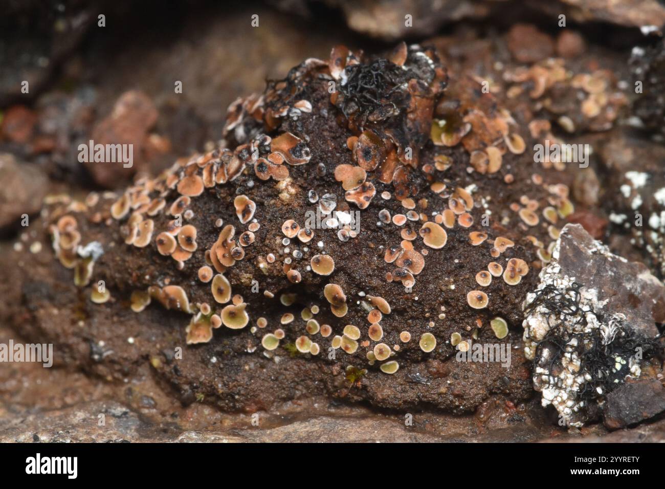 Fishscale Lichens (Psora Stock Photo - Alamy