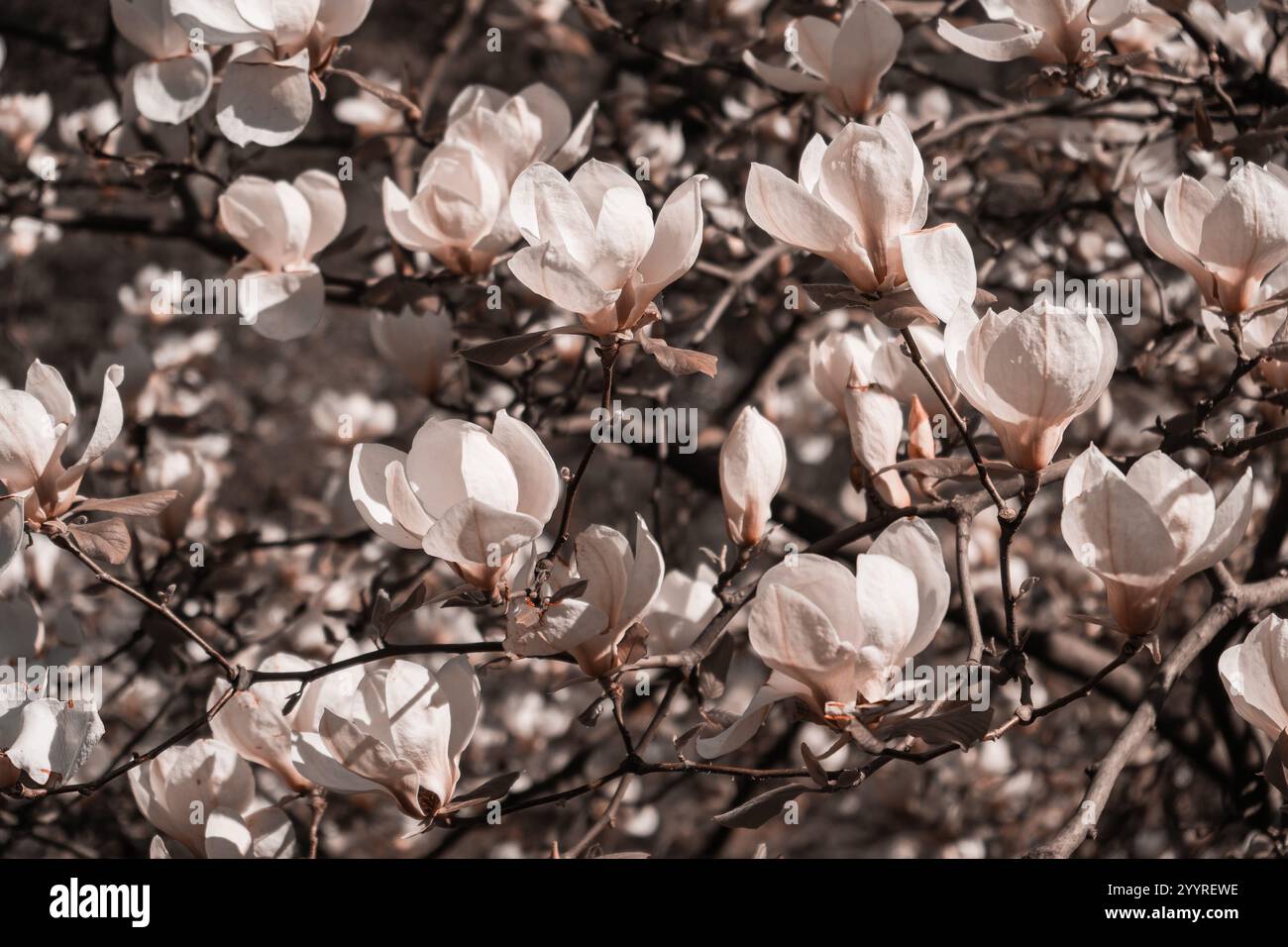 pantone tone. Delicate magnolia flowers in a spring photo. Background ...