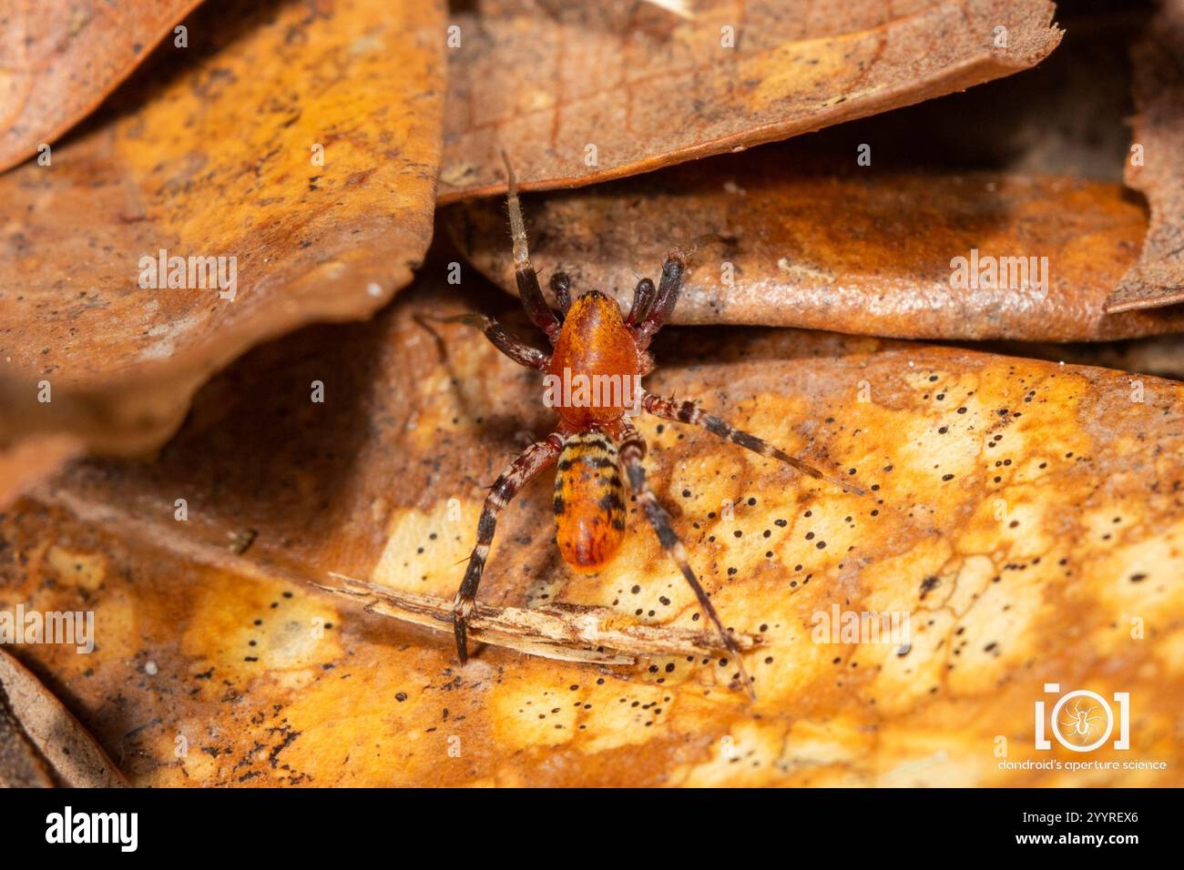 Orange Ant-mimic Sac Spider (Castianeira amoena Stock Photo - Alamy