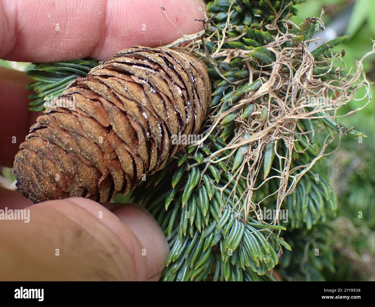 subalpine fir (Abies lasiocarpa Stock Photo - Alamy