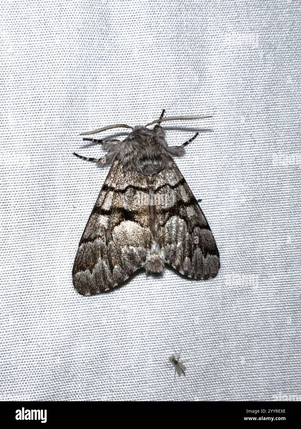 Eastern Panthea Moth (Panthea furcilla Stock Photo - Alamy