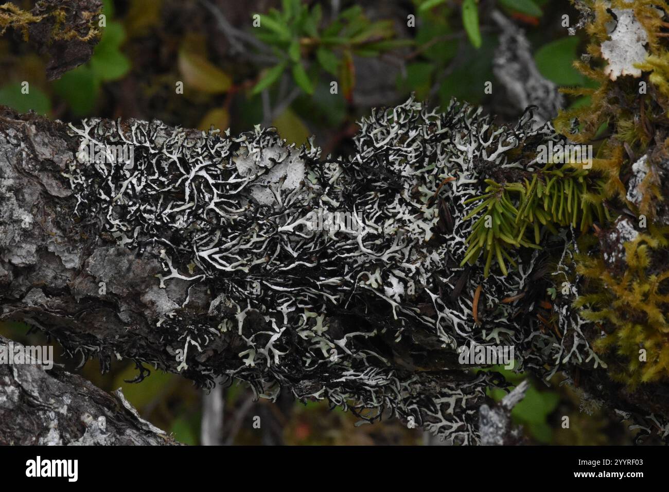 Tube Lichens (Hypogymnia Stock Photo - Alamy