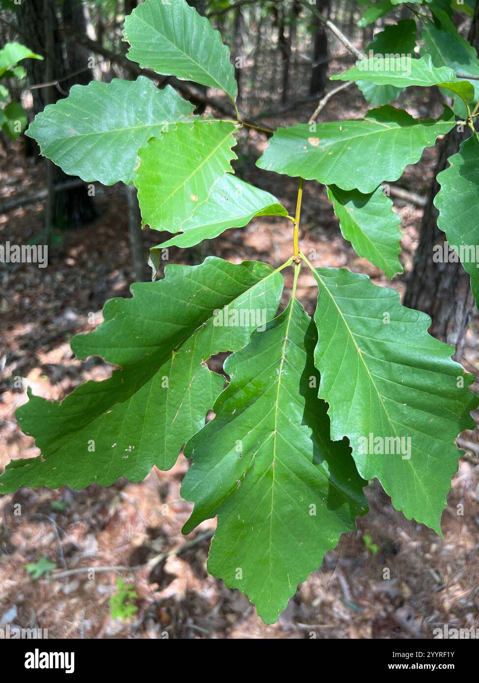chestnut oak (Quercus montana Stock Photo - Alamy