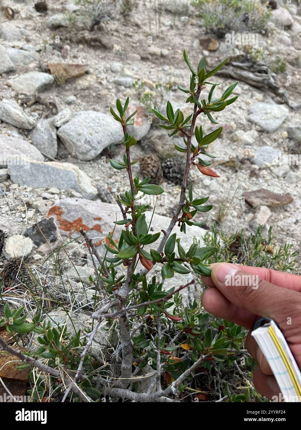 curlleaf mountain mahogany (Cercocarpus ledifolius intermontanus Stock ...