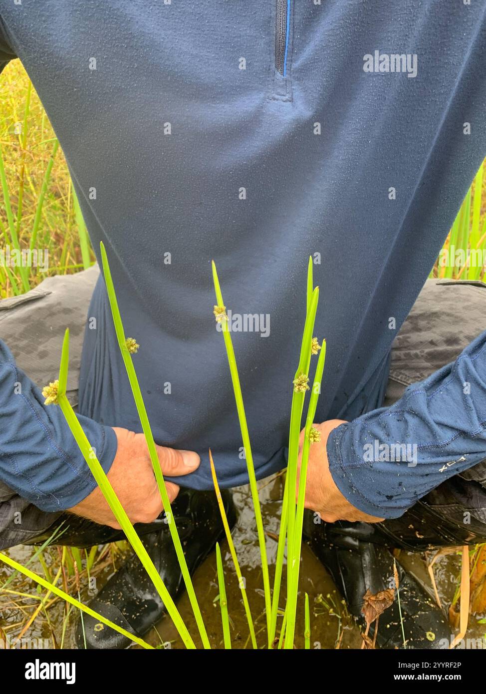 Bog Bulrush (Schoenoplectiella mucronata Stock Photo - Alamy