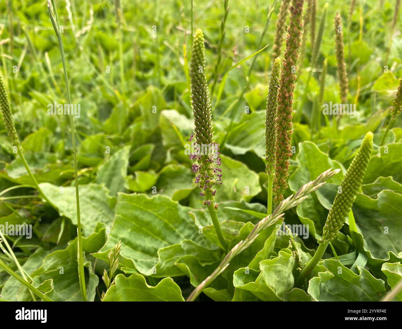 greater plantain (Plantago major Stock Photo - Alamy