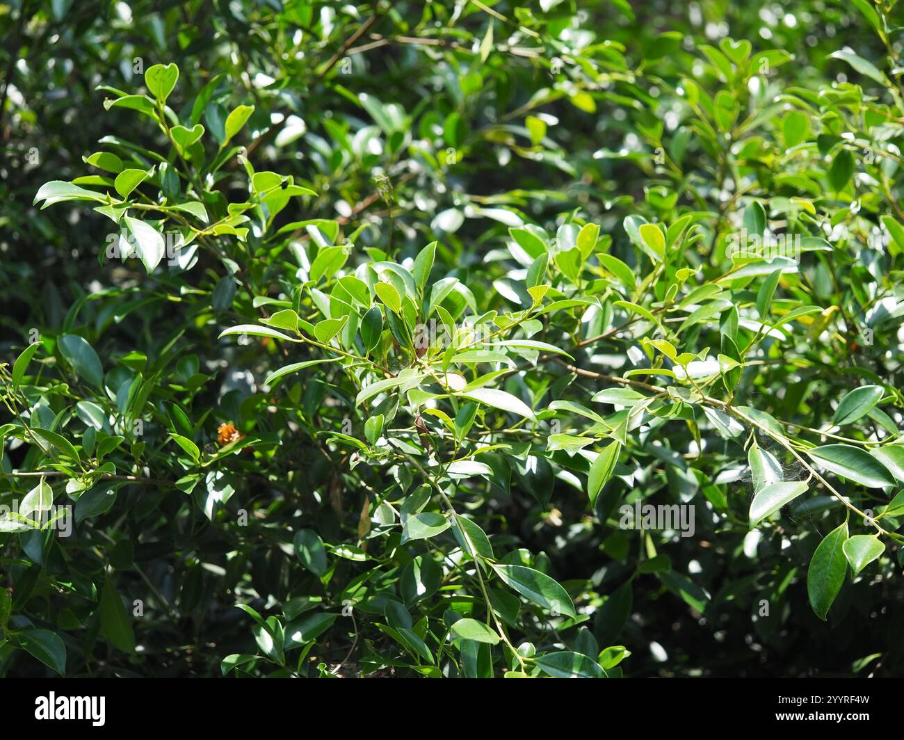 Chinese banyan (Ficus microcarpa Stock Photo - Alamy