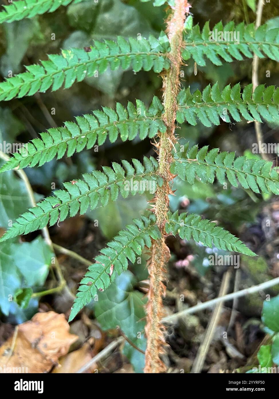 soft shield fern (Polystichum setiferum Stock Photo - Alamy