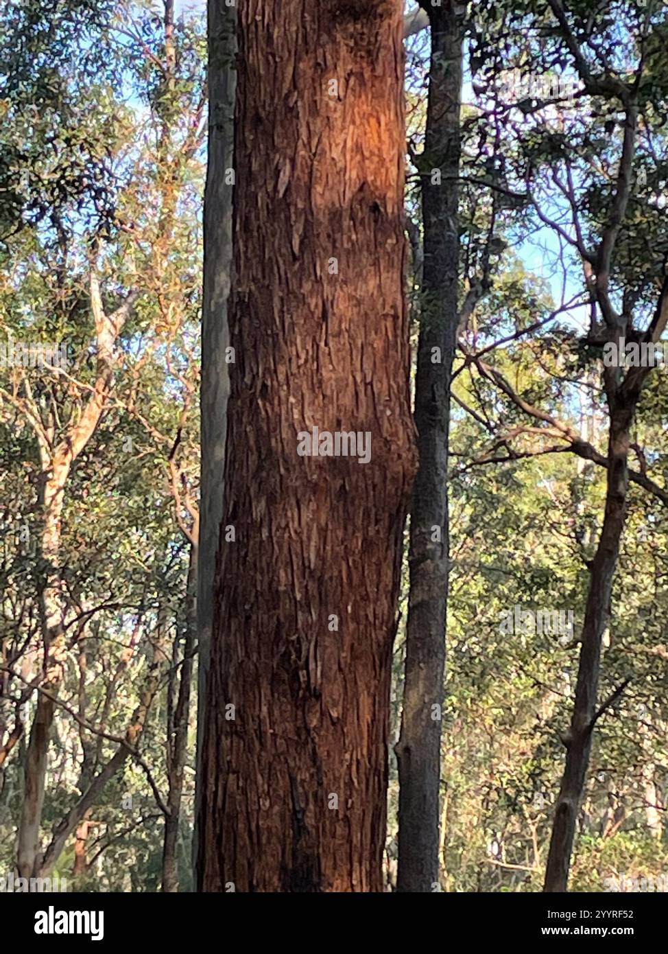 Tallowwood (Eucalyptus microcorys Stock Photo - Alamy
