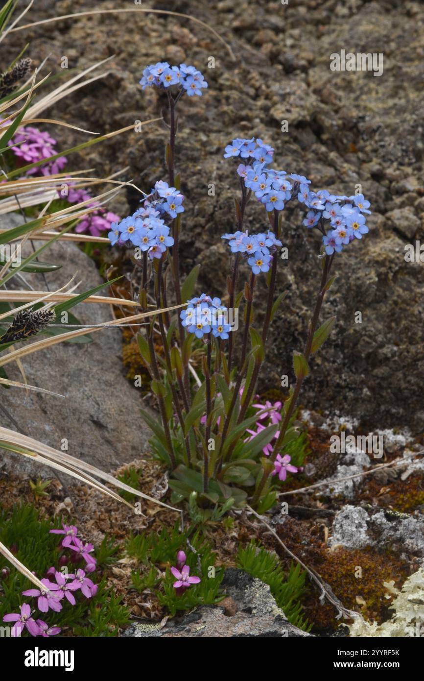 mountain forget-me-not (Myosotis asiatica Stock Photo - Alamy
