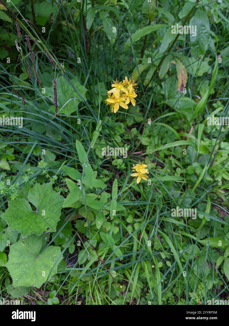 Pale st johns wort hi-res stock photography and images - Alamy
