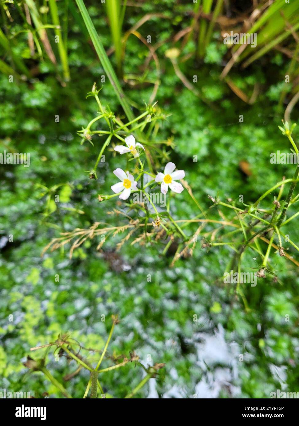 Water Violet (Hottonia palustris Stock Photo - Alamy