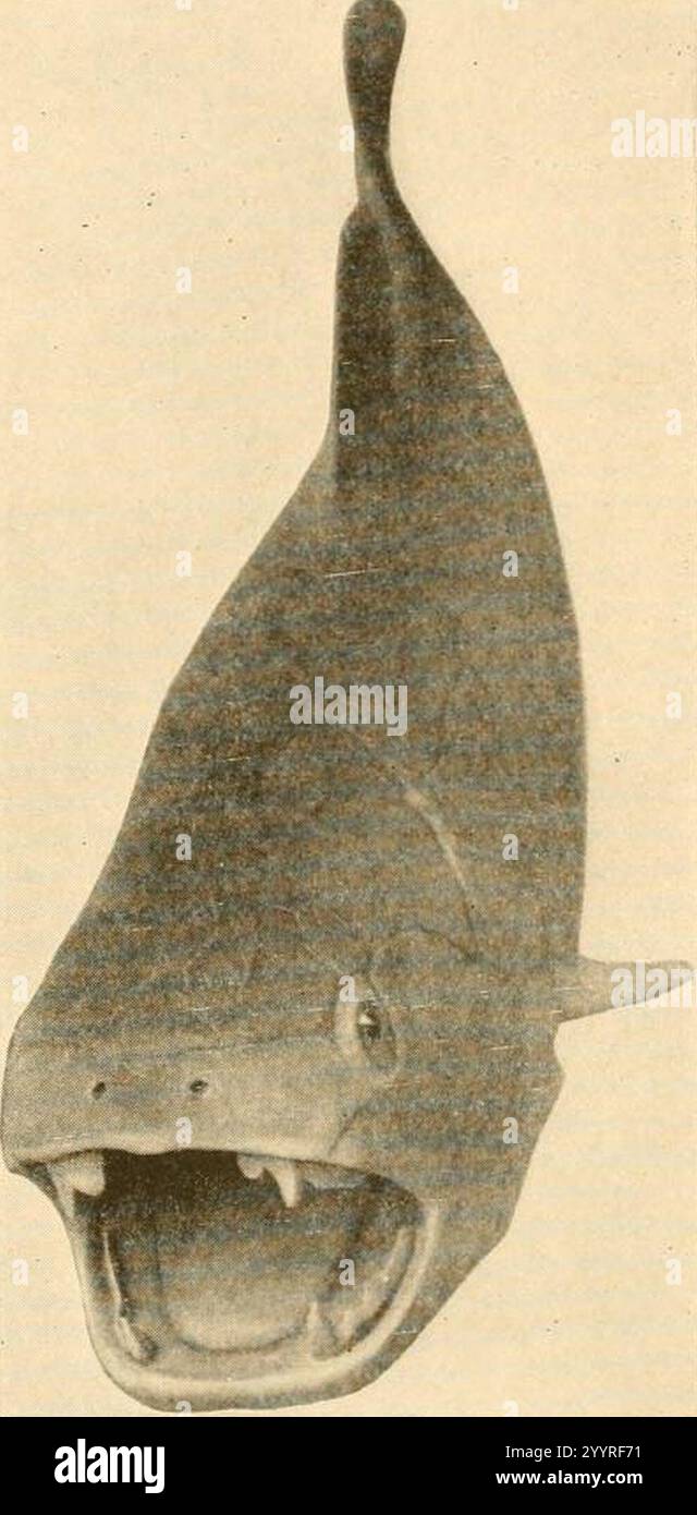 Dinichthys hi-res stock photography and images - Alamy