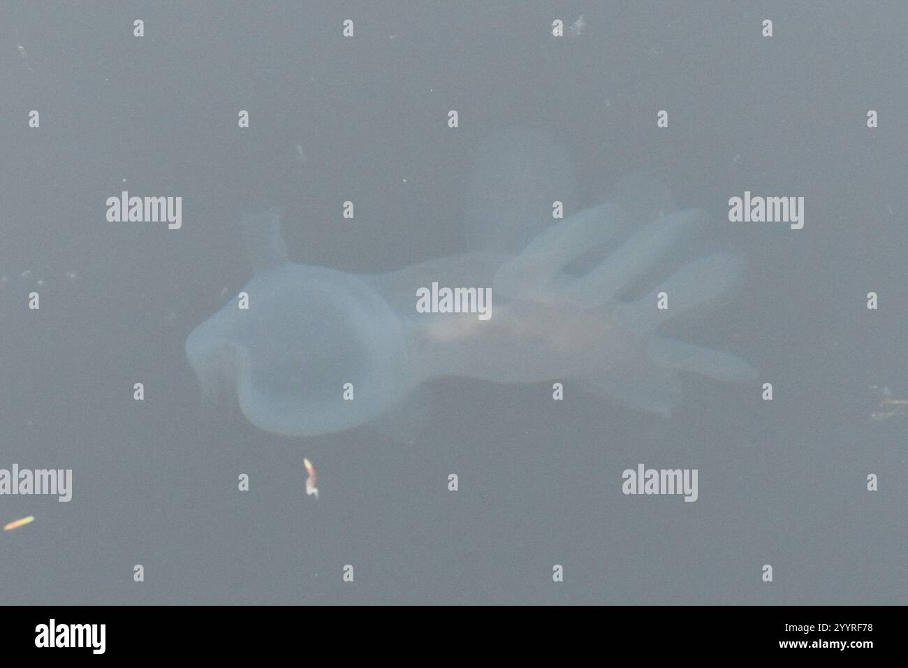 Melibe nudibranch hi-res stock photography and images - Alamy