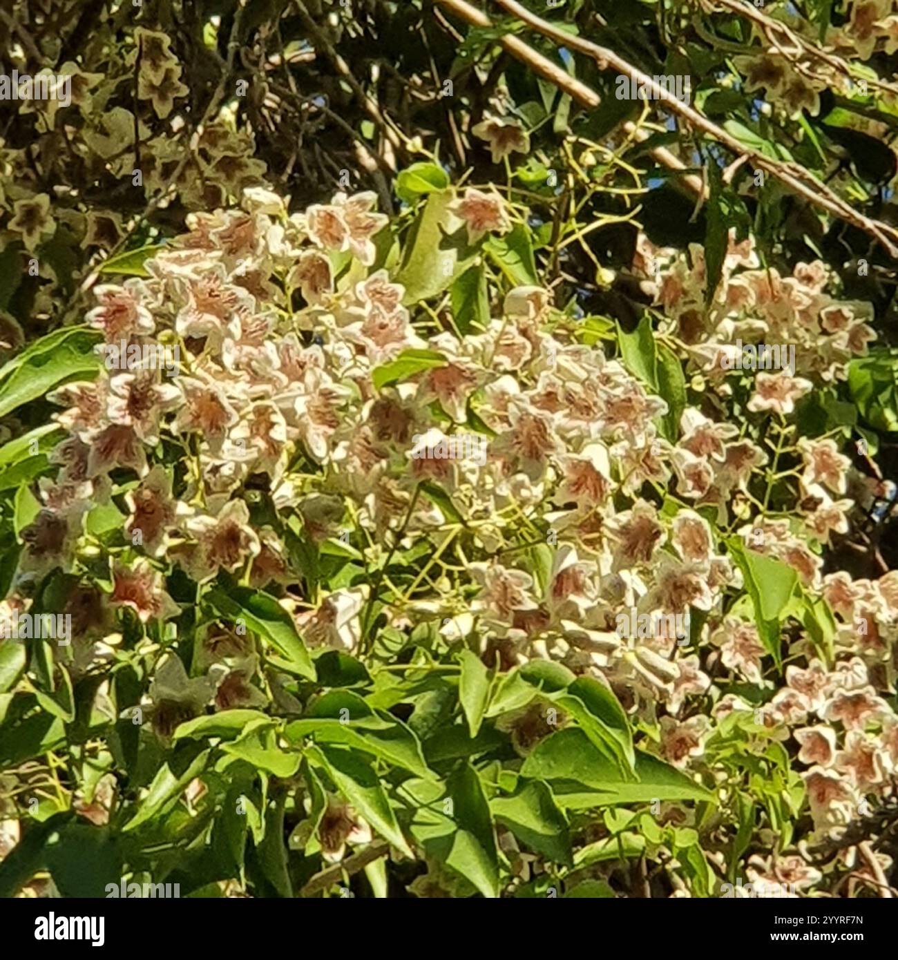 wonga vine (Pandorea pandorana Stock Photo - Alamy