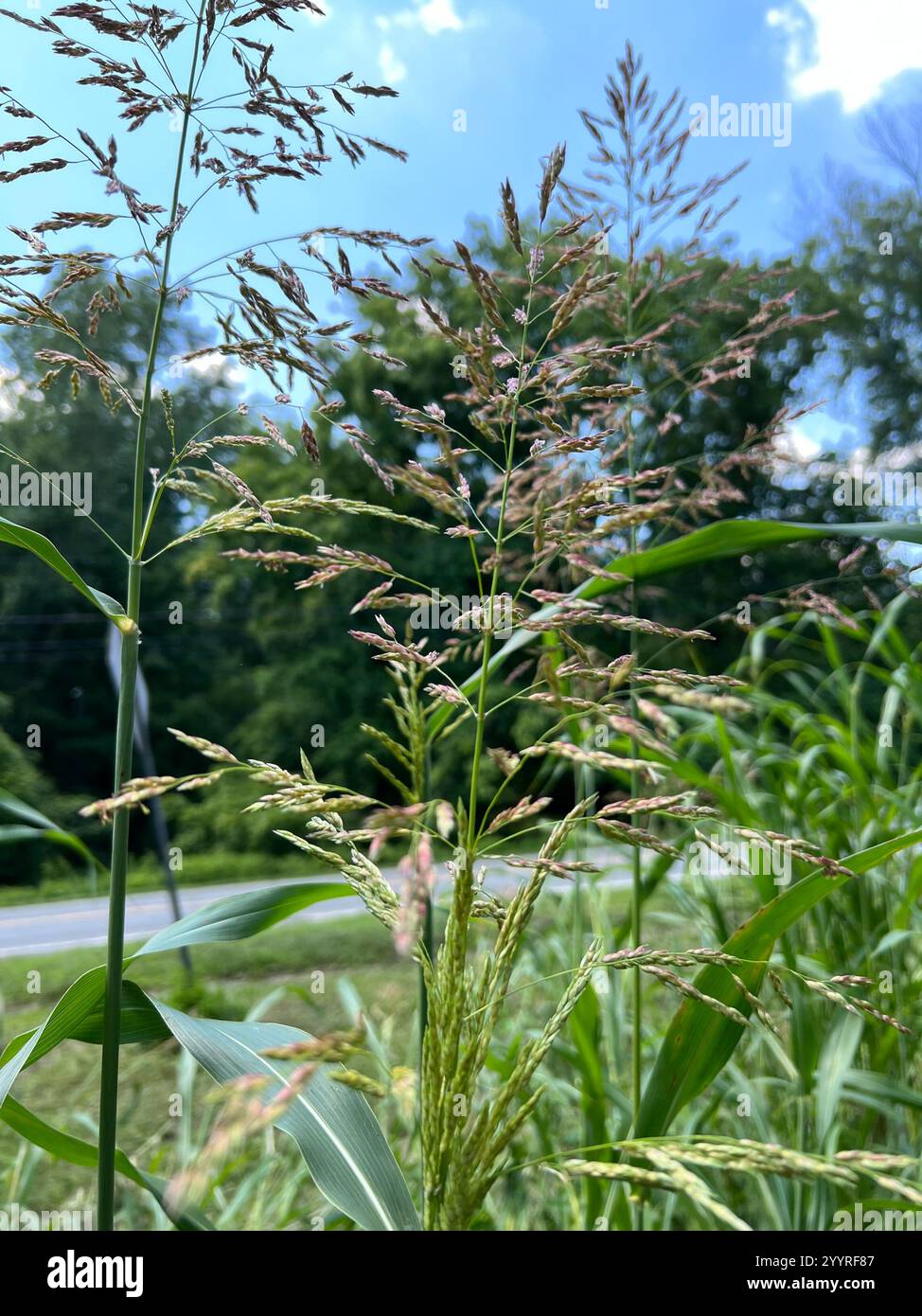 Johnson grass (Sorghum halepense Stock Photo - Alamy