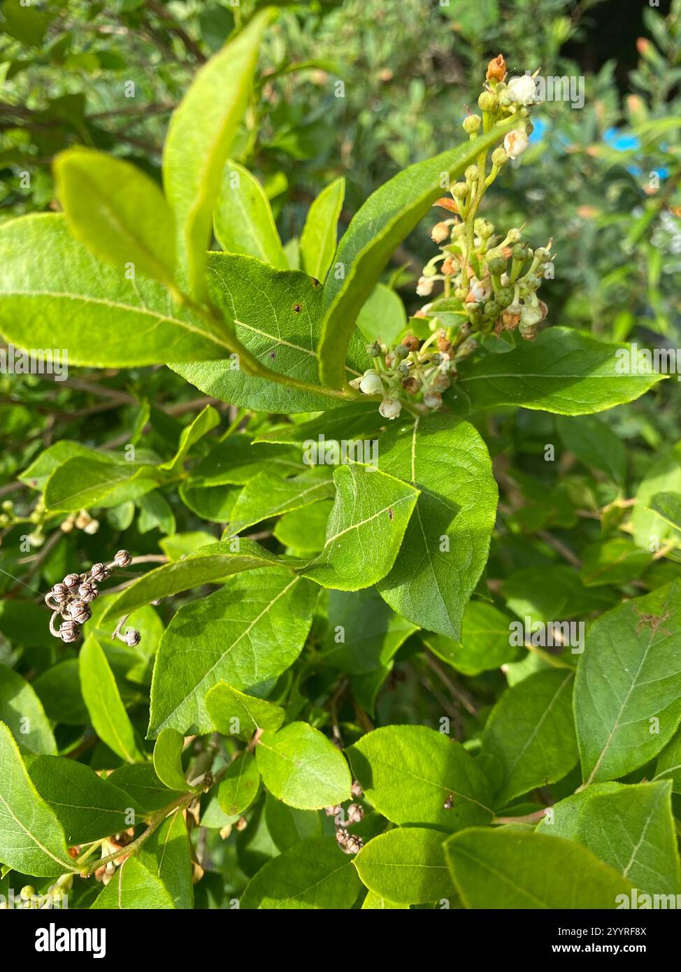 He-huckleberry (Lyonia ligustrina Stock Photo - Alamy