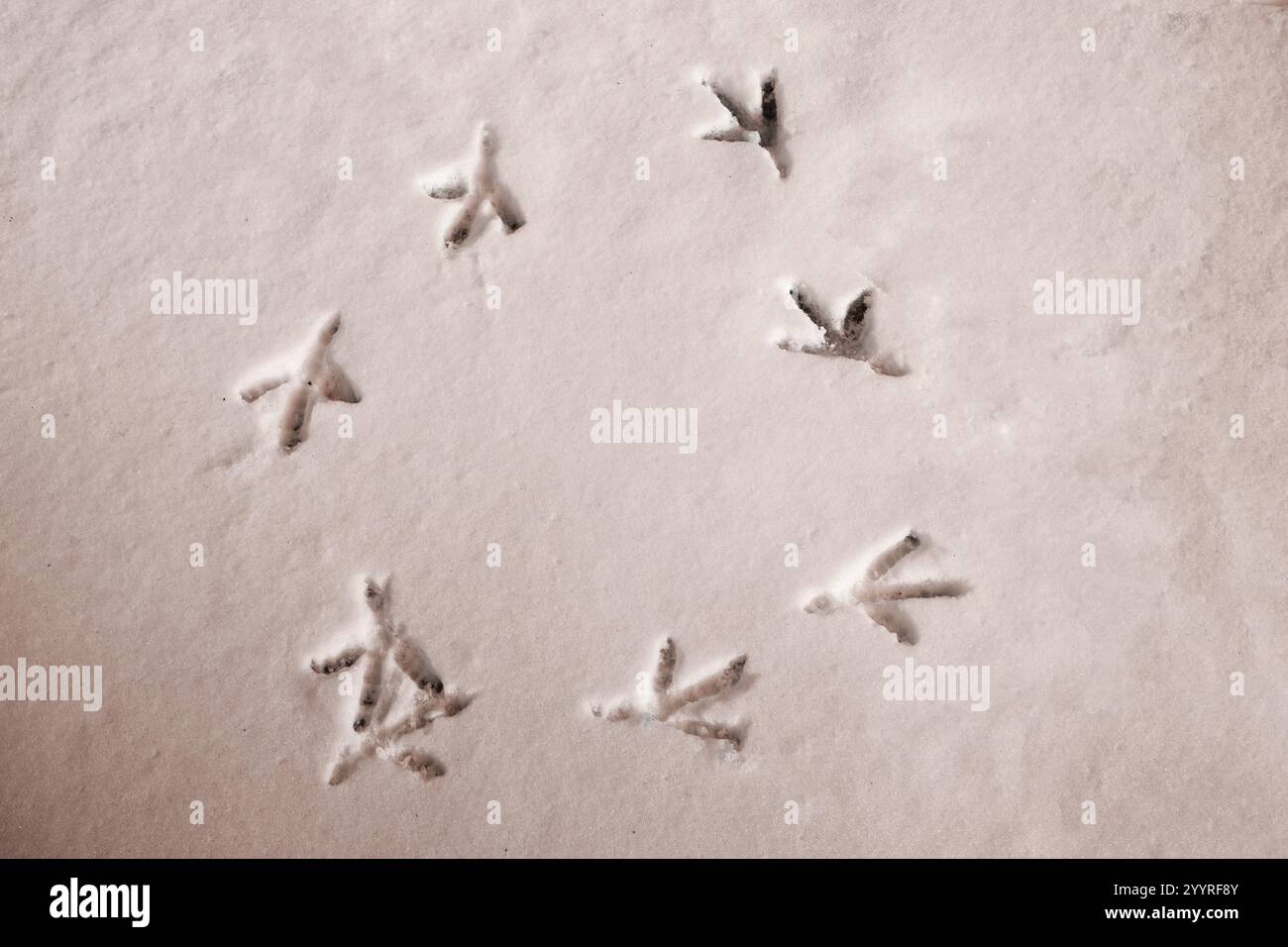 Background of footprints of bird feet on wet snowed layer on a ground ...