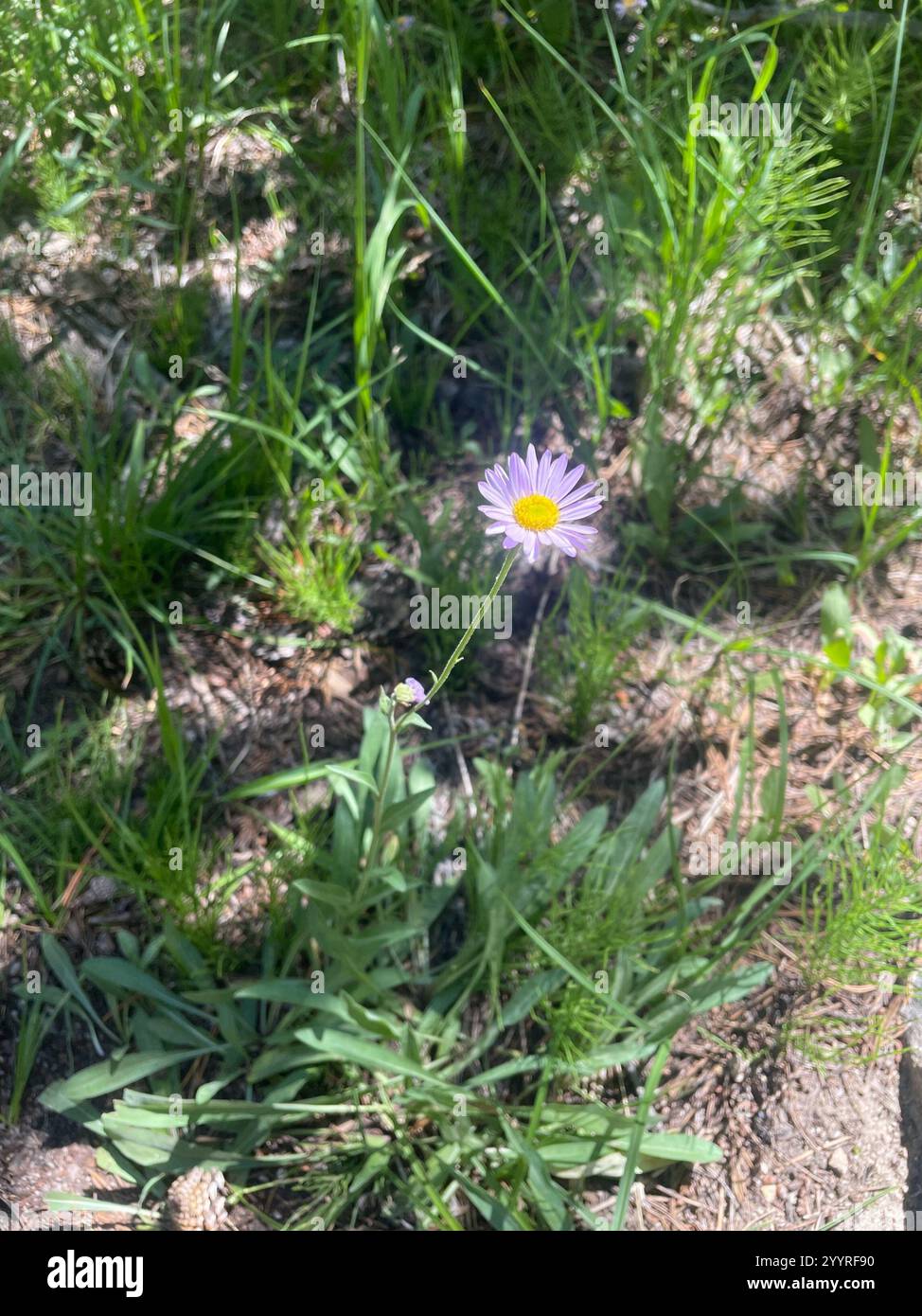 Subalpine Fleabane (Erigeron glacialis Stock Photo - Alamy