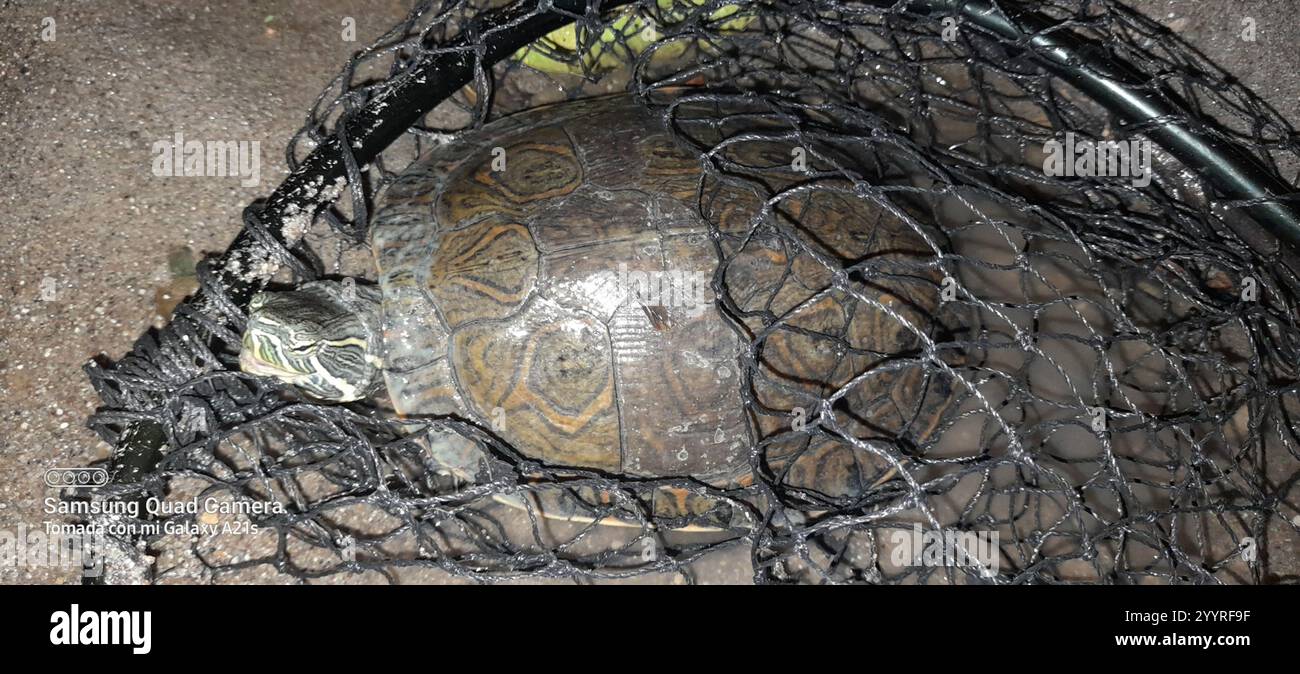 Mesoamerican Slider (Trachemys venusta Stock Photo - Alamy