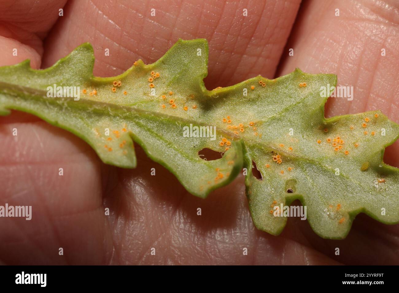 Groundsel crown rust (Puccinia lagenophorae Stock Photo - Alamy