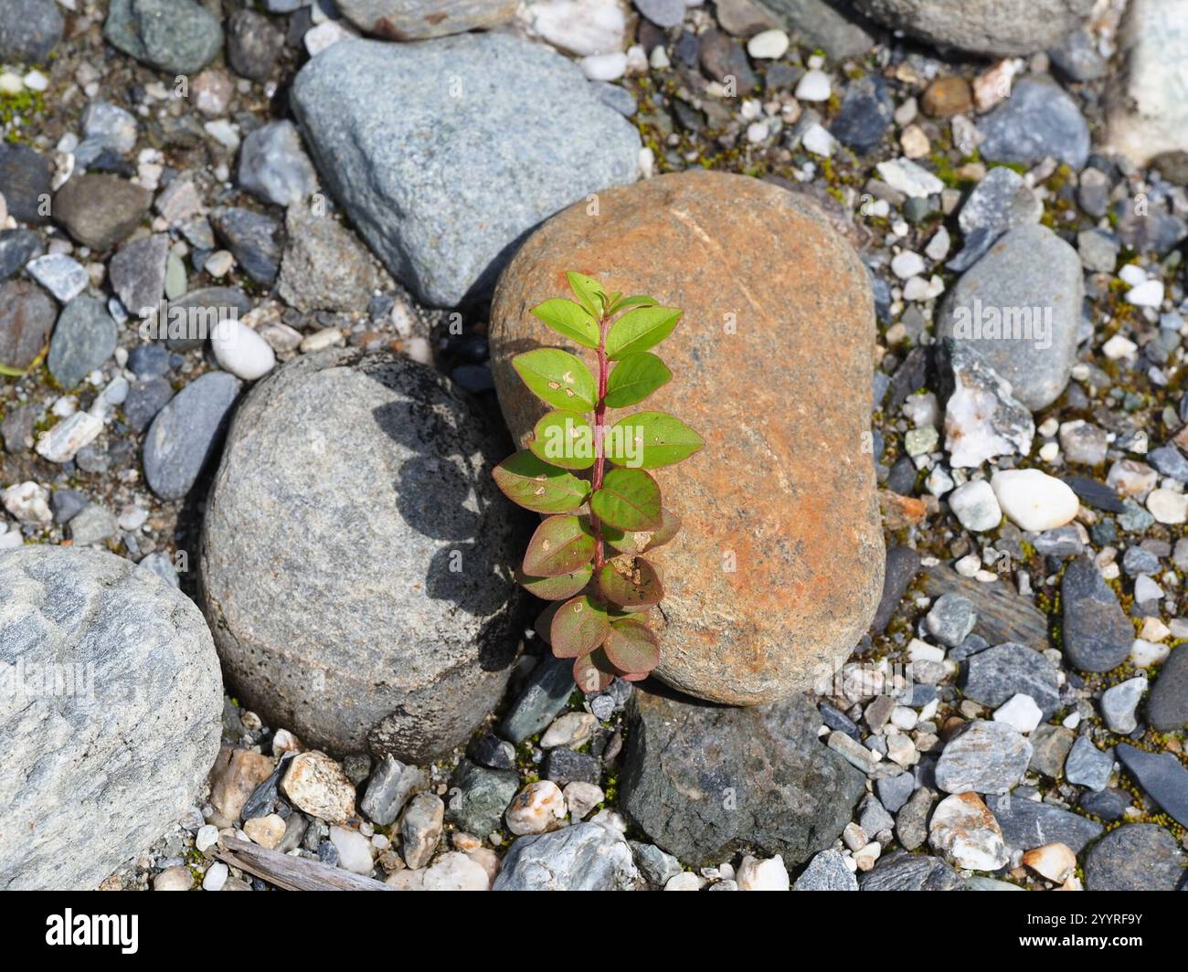 Subcostate Crape Myrtle (Lagerstroemia subcostata Stock Photo - Alamy
